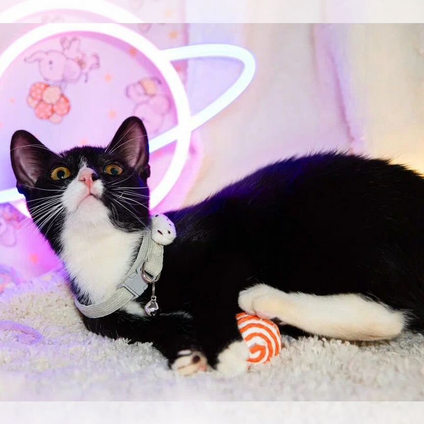 Котёнок в добрые руки