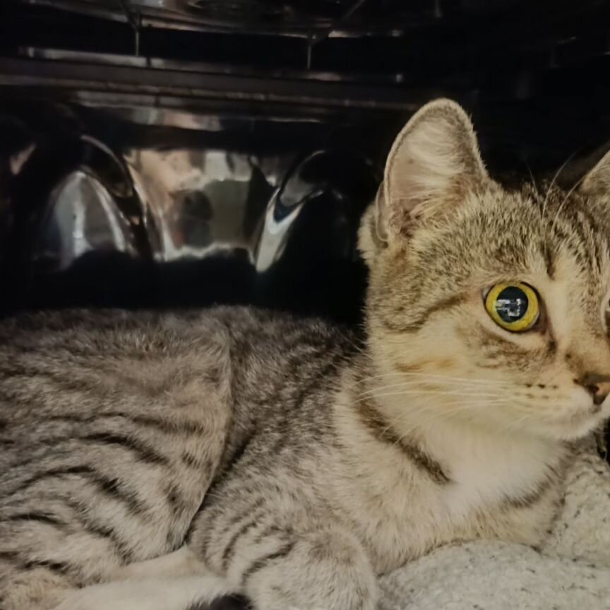 Две кошечки в добрые руки