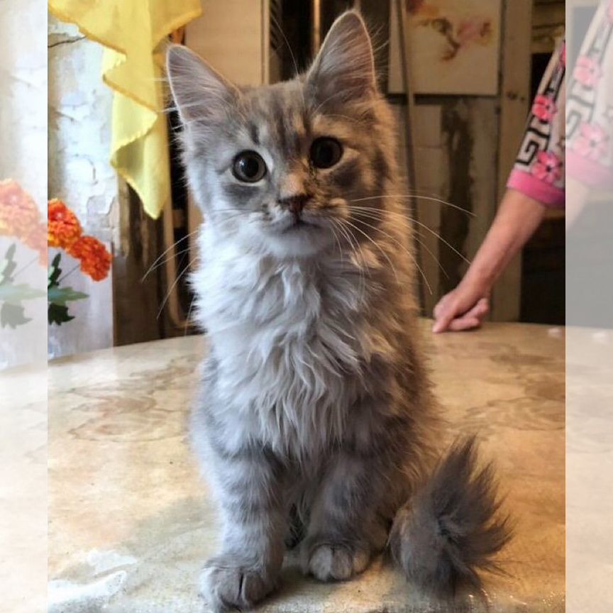 Котенок в дар. Пушистый