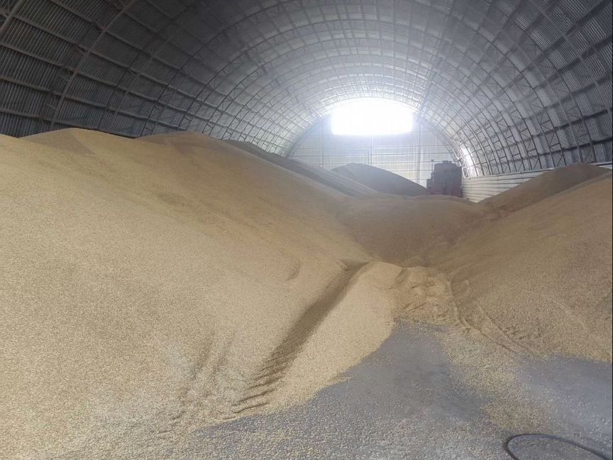 Ячмень яровой, Семечко на корм