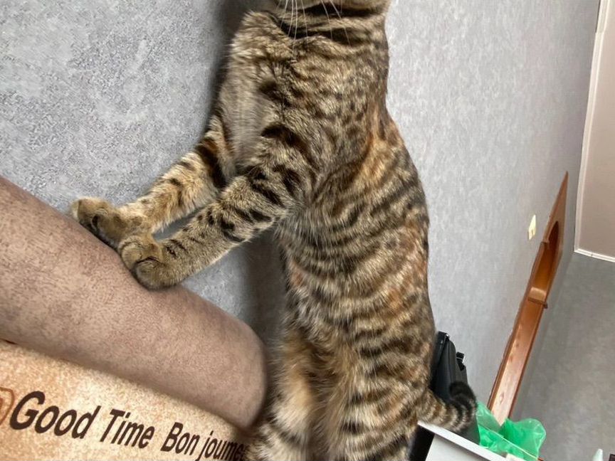 Кошечка бесплатно