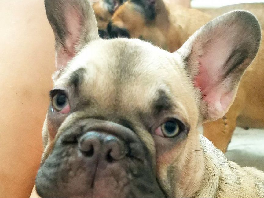Французский бульдожек