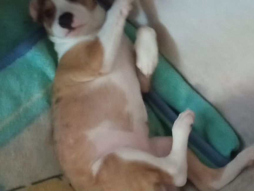 Собака в добрые руки дворняжка