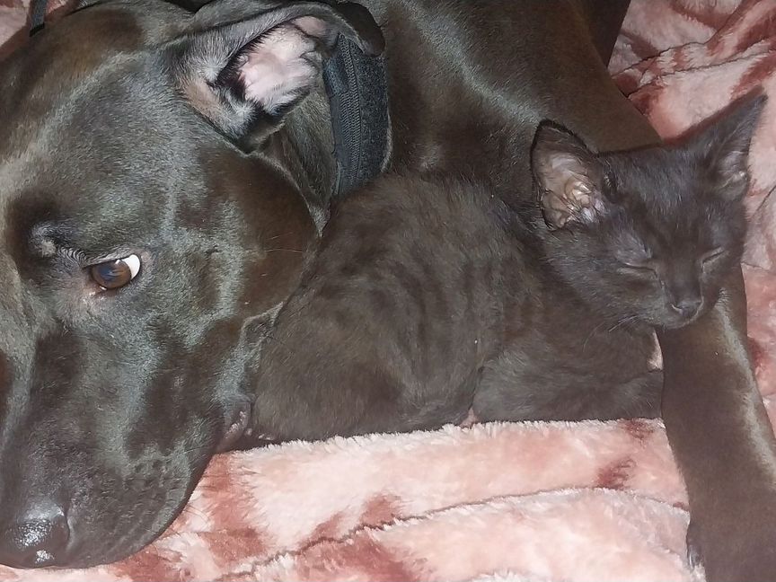 Кошечка Молли