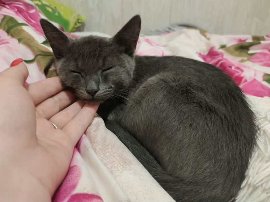 Черно серый котёнок