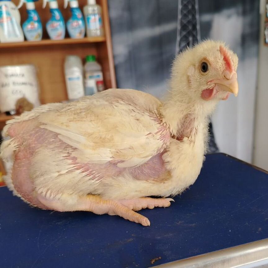 Цыплята бройлеры подрощенные Росс 308 Венгрия