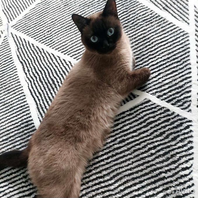 Тайский кот Бесплатно