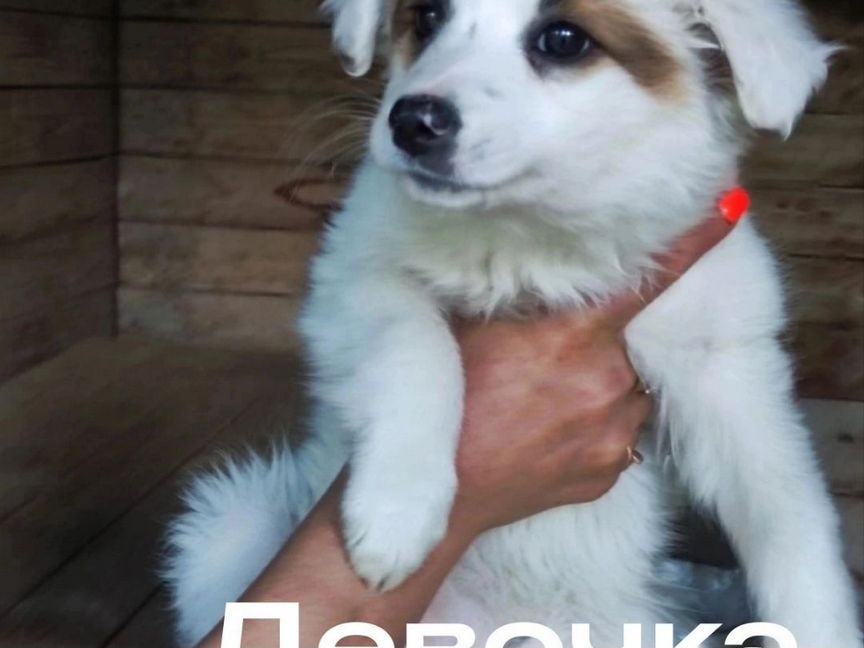Милые щеночки ищут дом