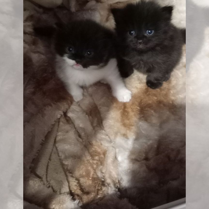 Хайландер котёнок