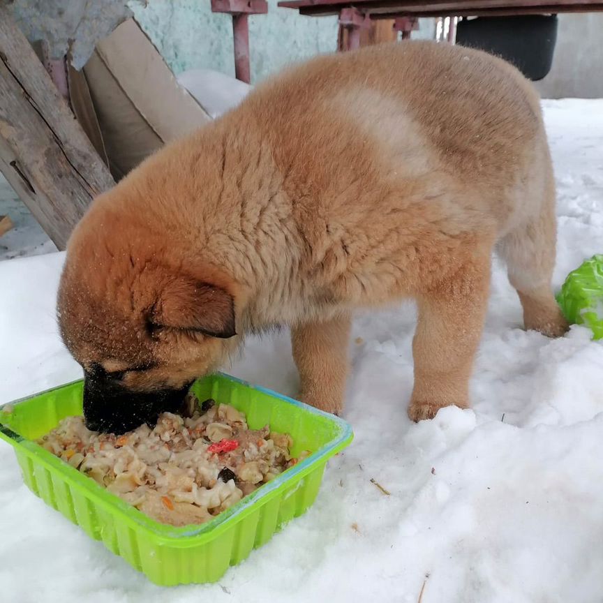 Крупный шикарный щенок мальчишка