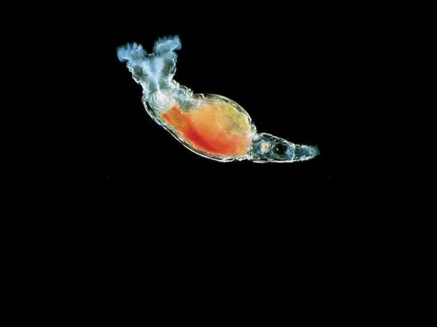 Солоноводная коловратка