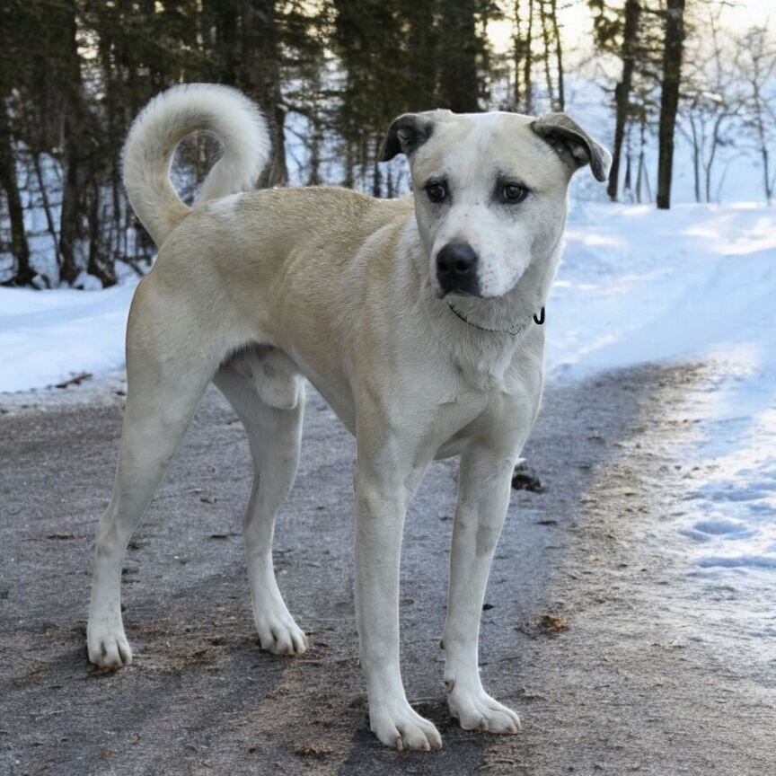 Собака Илай в добрые руки