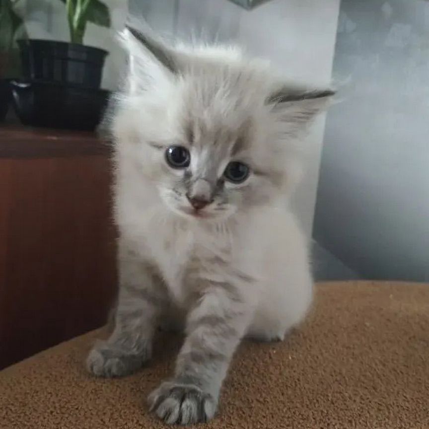 Сибирский котёнок