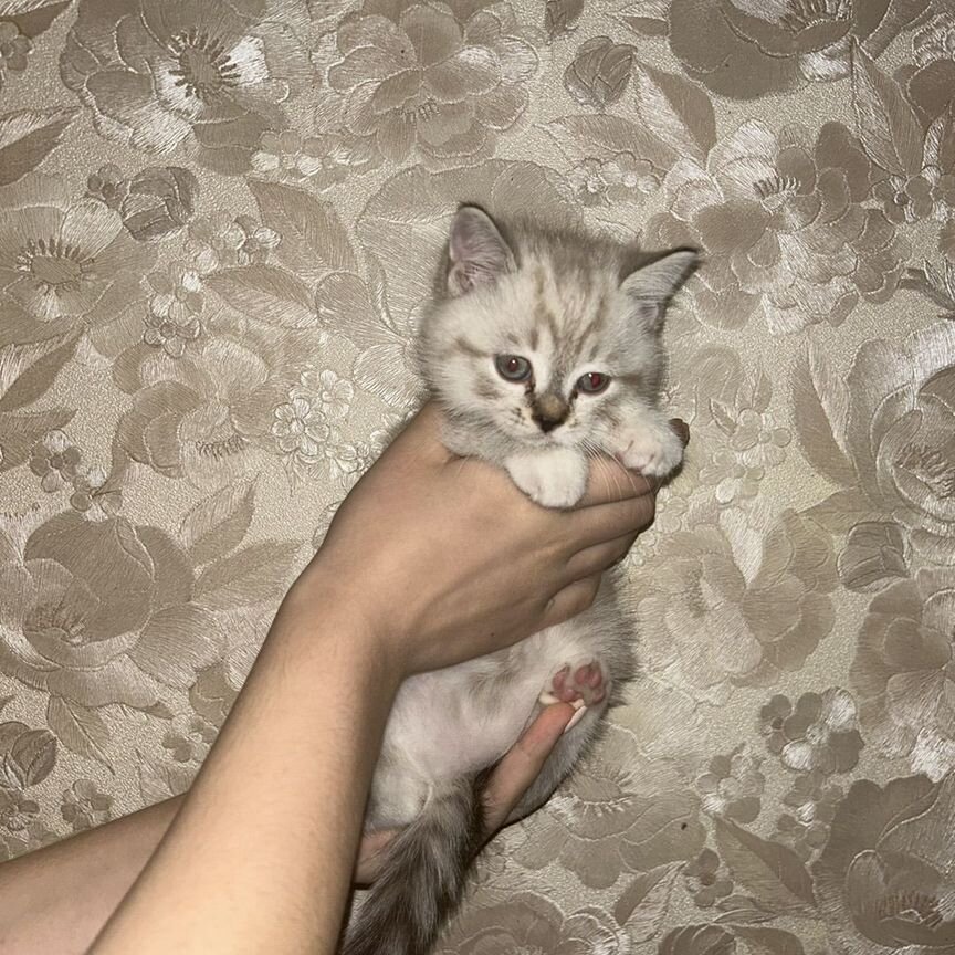 Шотландская кошечка скоттиш страйт