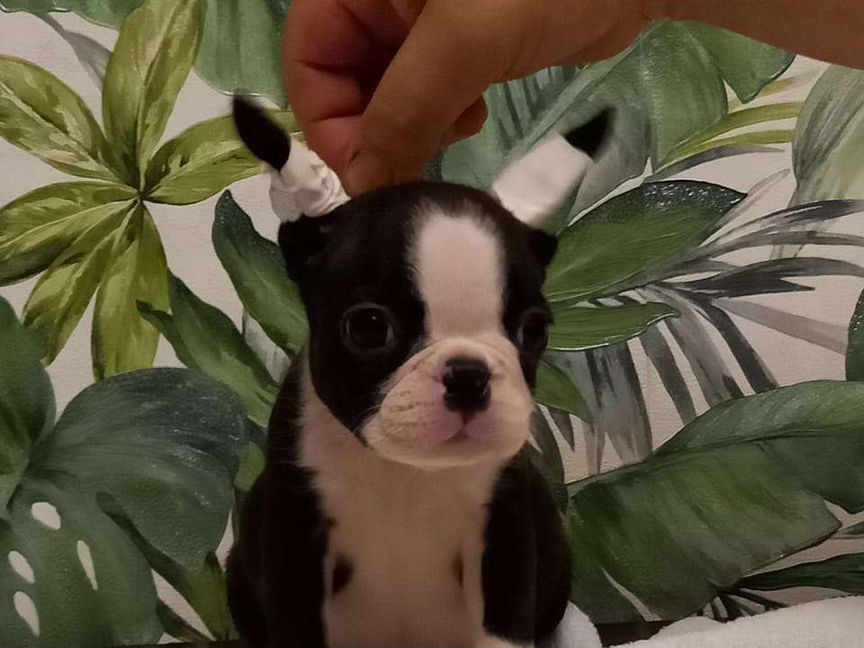 Бостон терьер