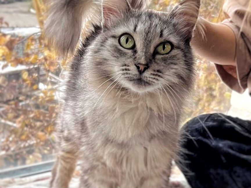 Кошечка Лена в добрые руки