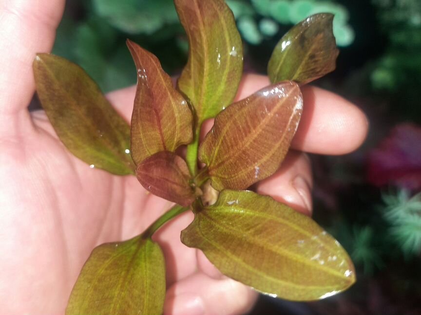 Эхинодорус малый медведь