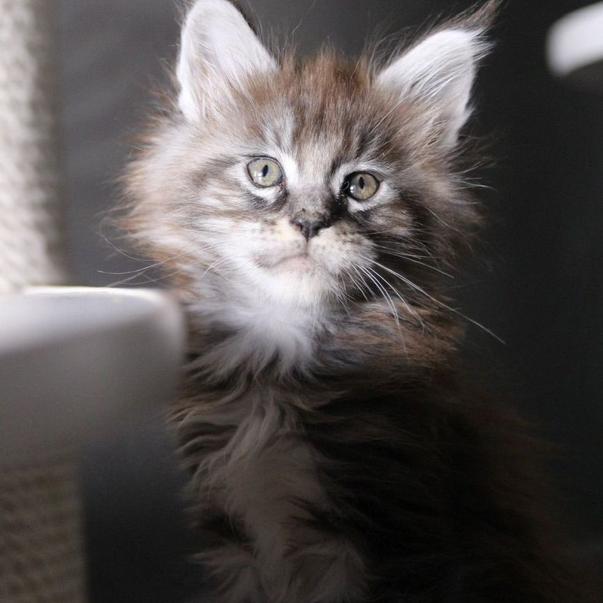 Мейн-кун котёнок