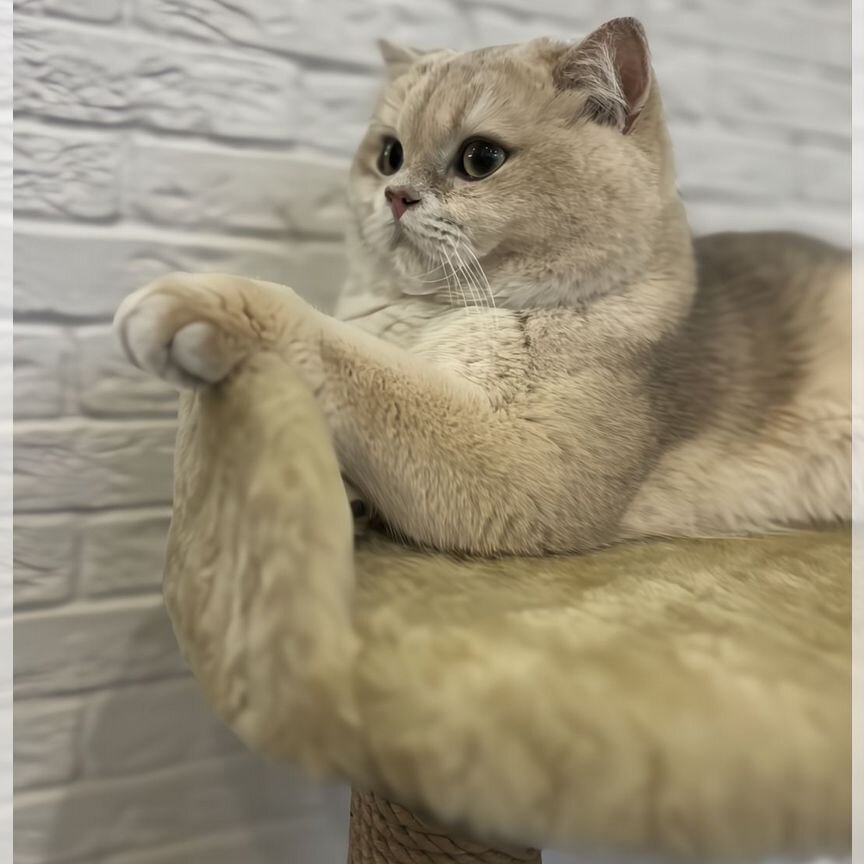 Британский короткошёрстный котёнок