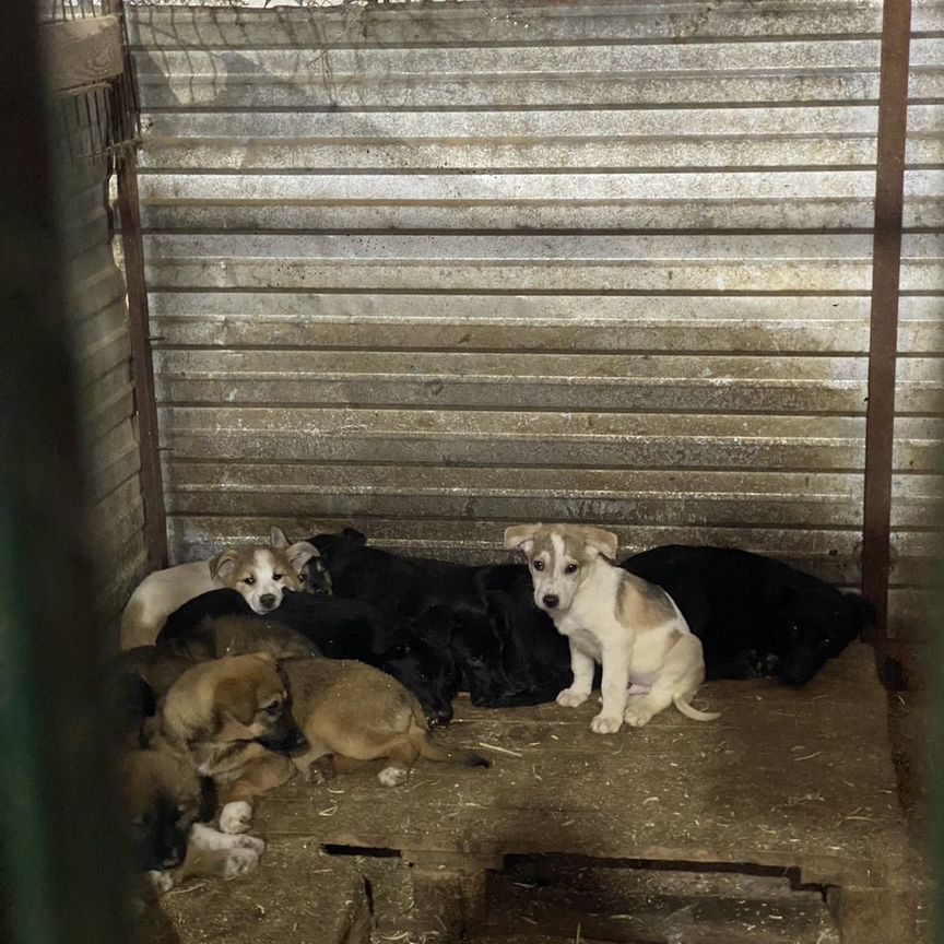 Малыши в отлове