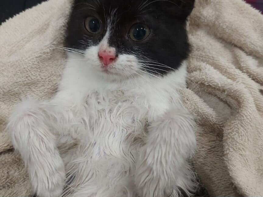 Котенок в добрые руки