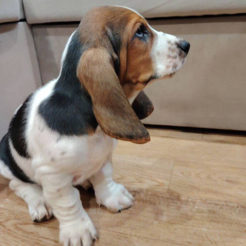 Бассет-хаунд, щенок