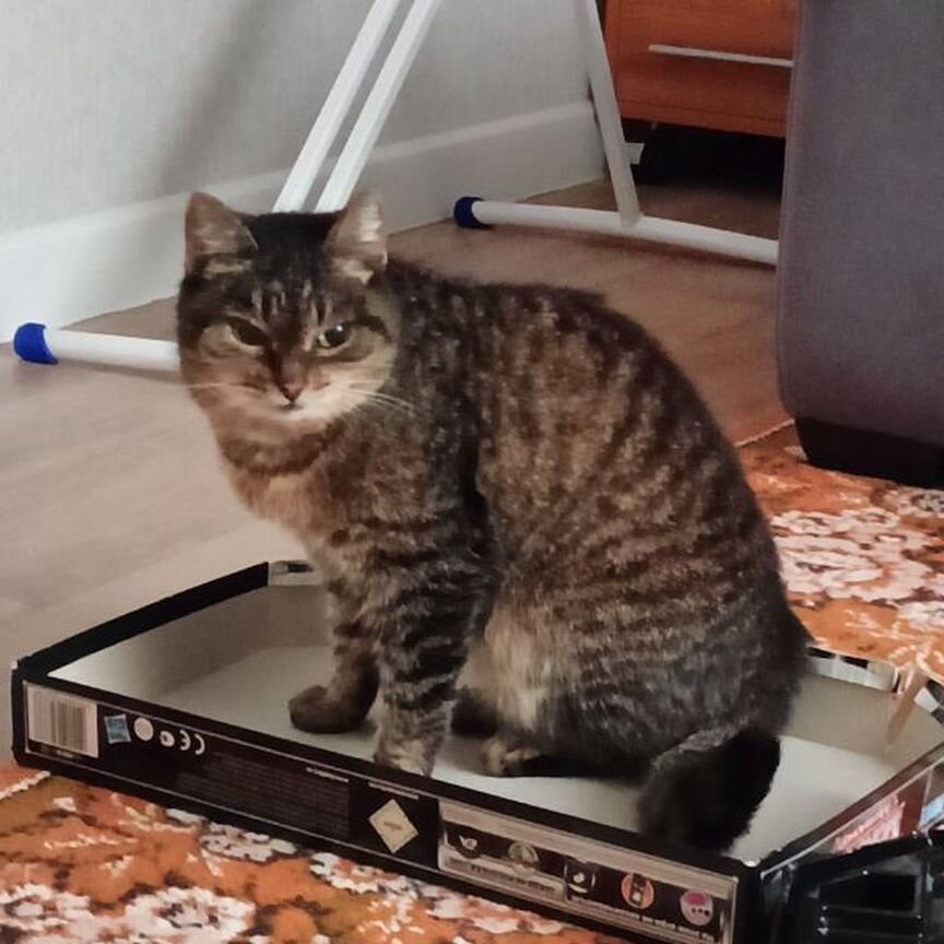 Взрослая кошка в добрые руки