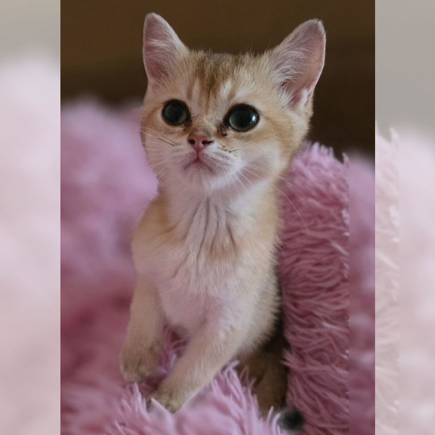 Британский короткошёрстный котёнок