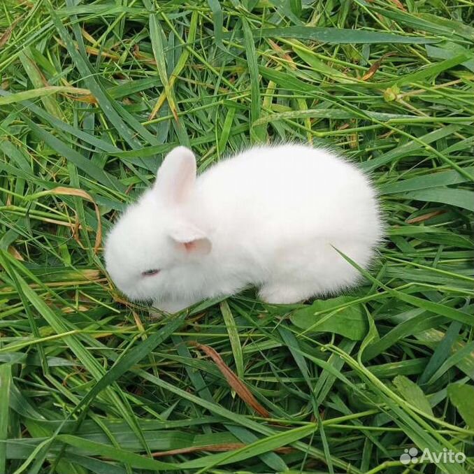 Декоративные крольчата