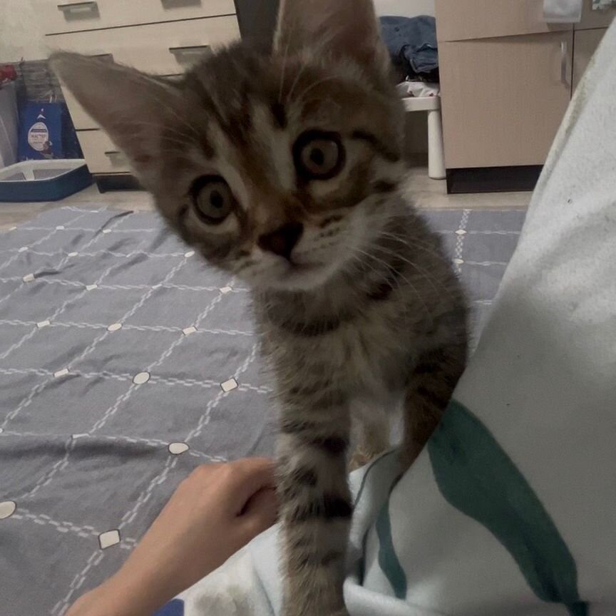 Котёнок в добрые руки