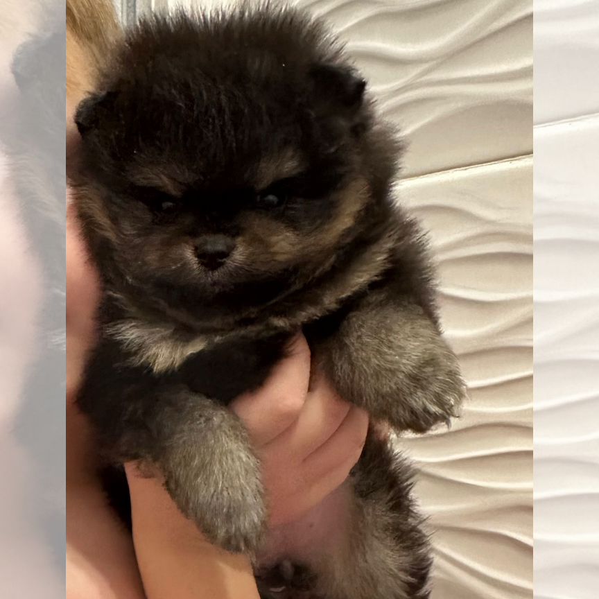 Померанский шпиц, щенок