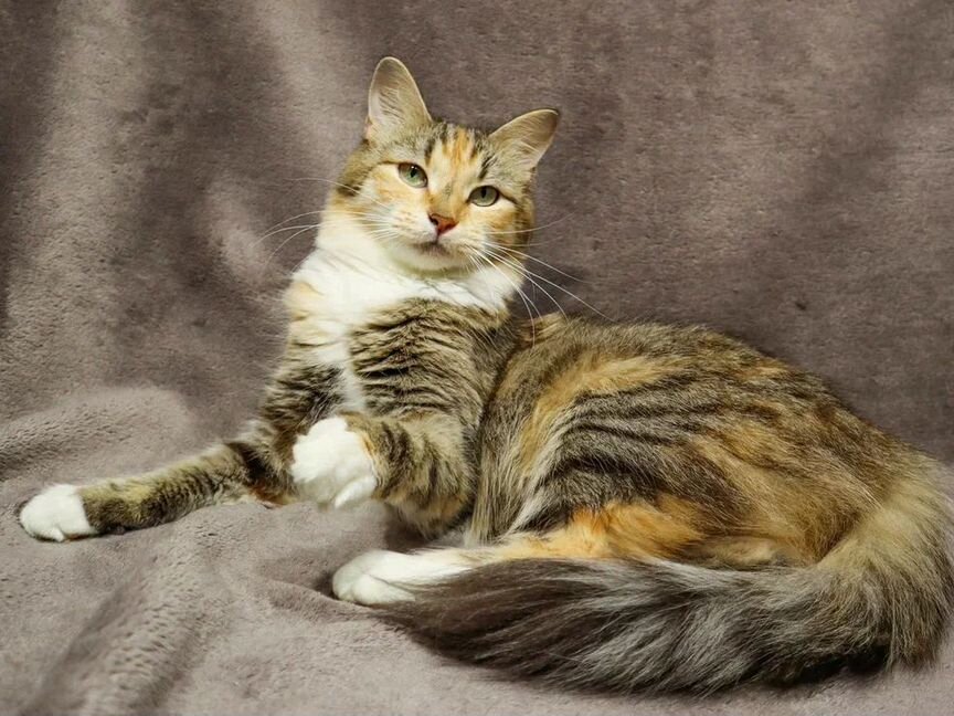 Ласкуша Варежка ищет дом