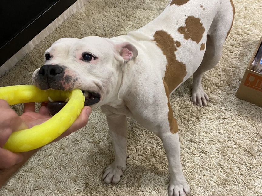 Найдена собака, стаффордширский бультерьер