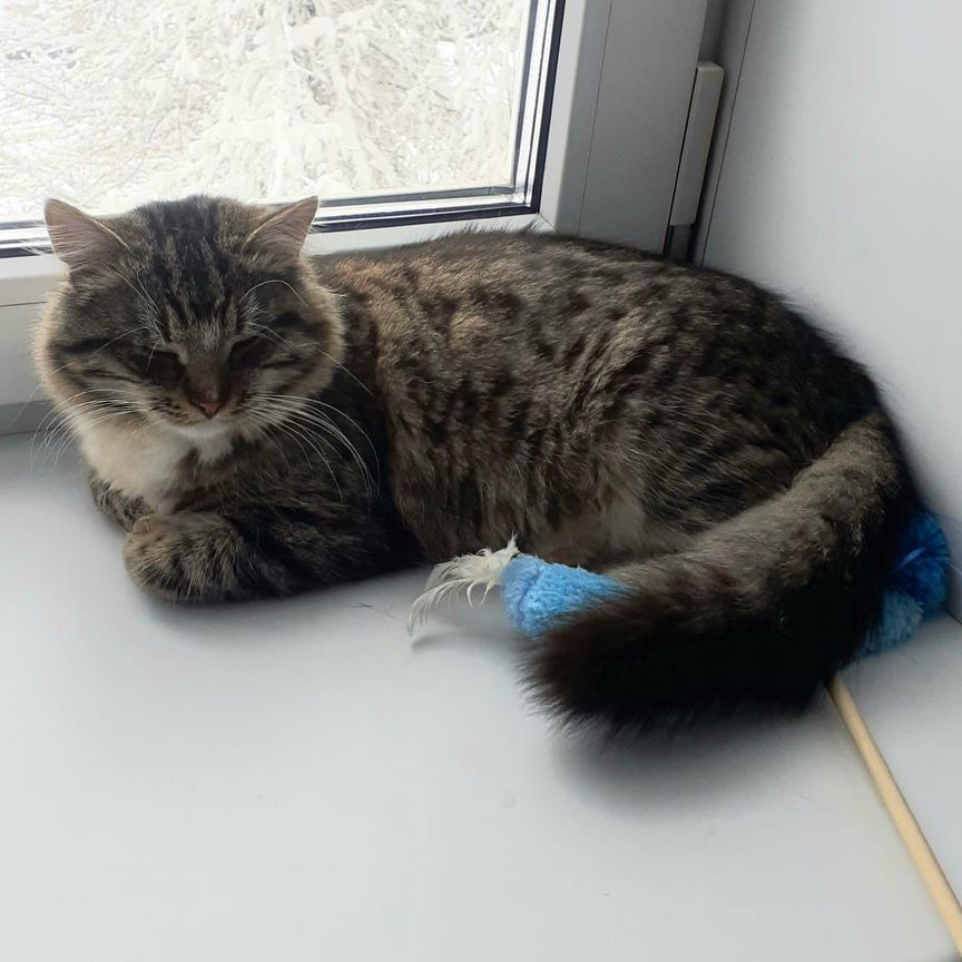 Котик в добрые руки