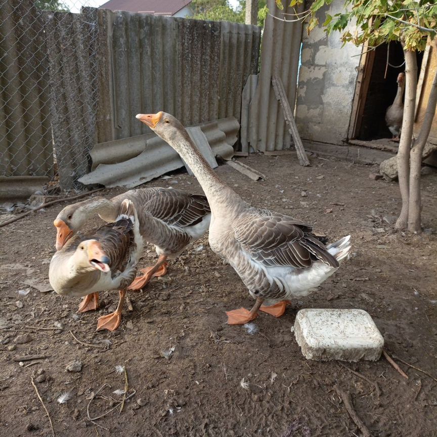 Гуси холмогоры Крым