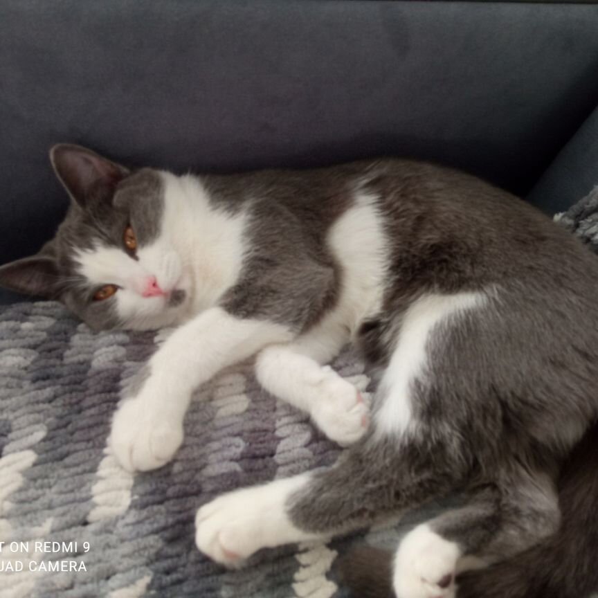 Кошка в добрые руки