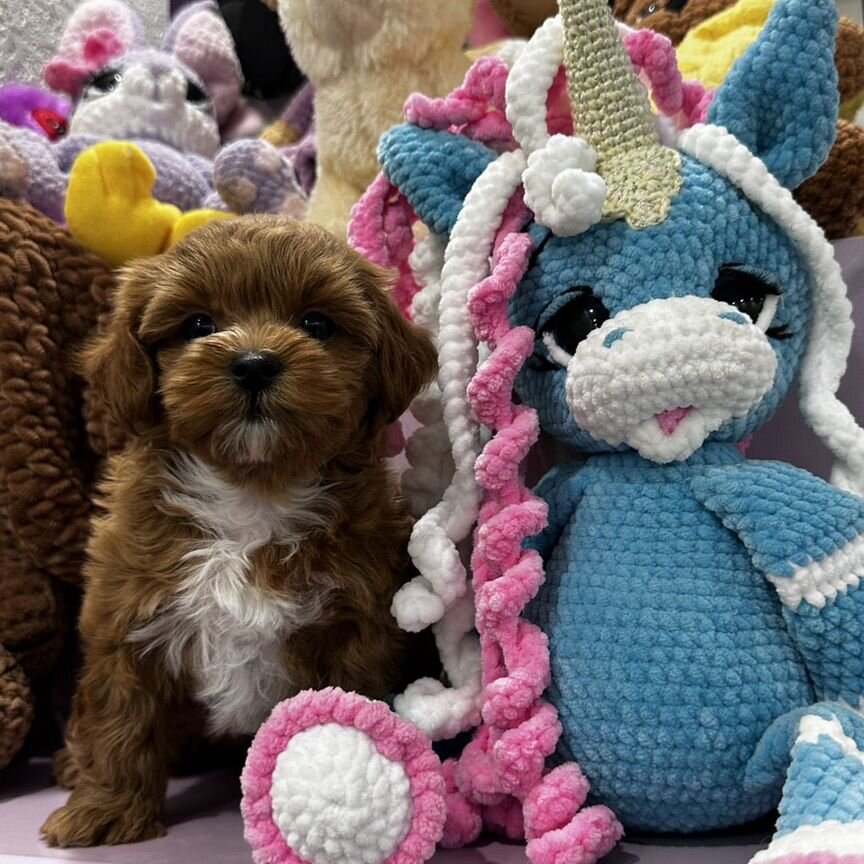 Мальтипу ред-браун