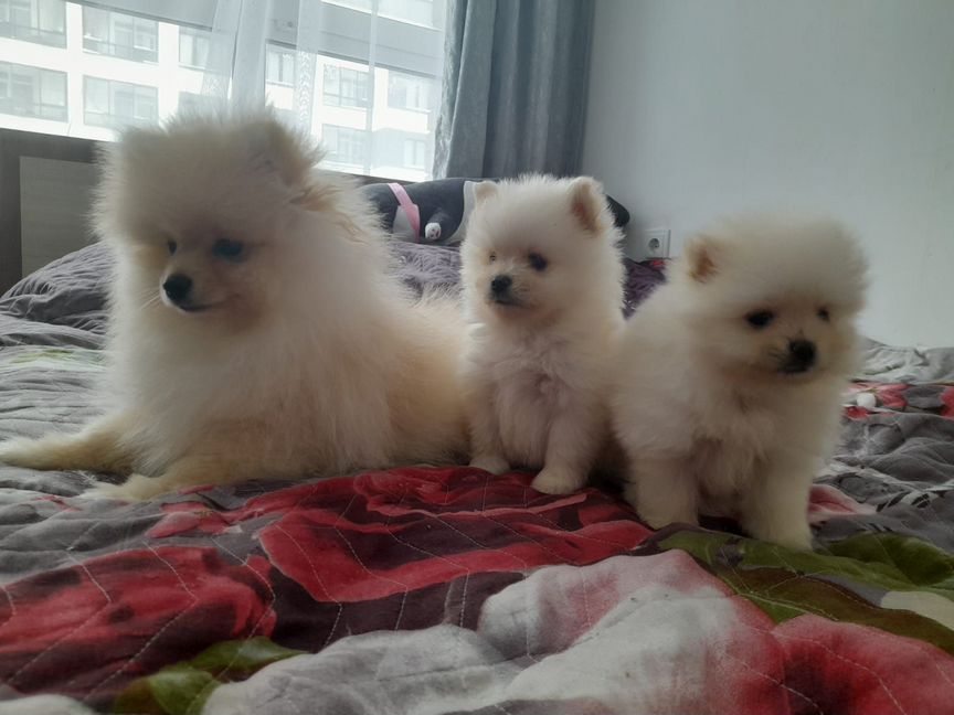 Померанские шпицы мини