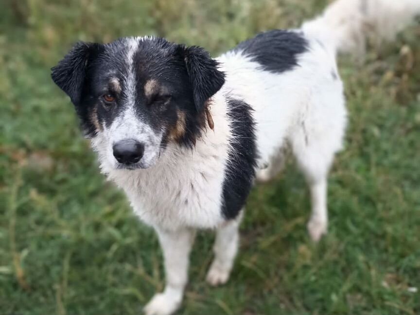 Мухтар охранник ищет дом