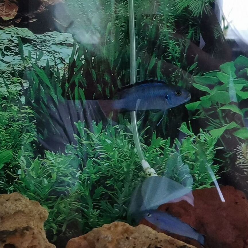 Малавийские цихлиды