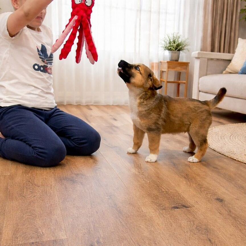 Щенок в добрые руки