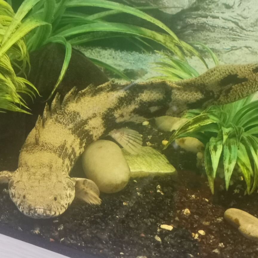 Рыбка аквариумная.Полиптерус Эндлихера, Тигровый