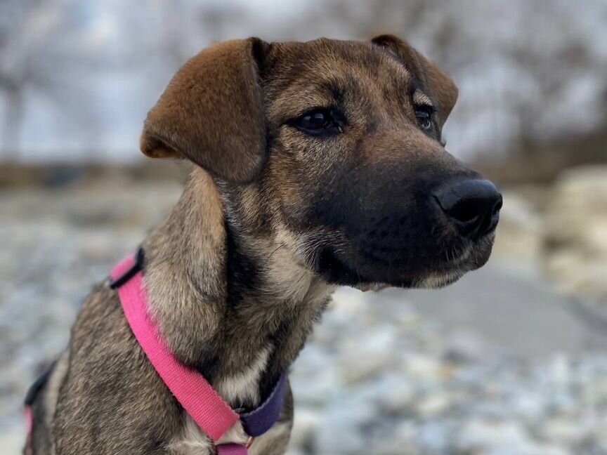 Щенок в добрые руки бесплатно