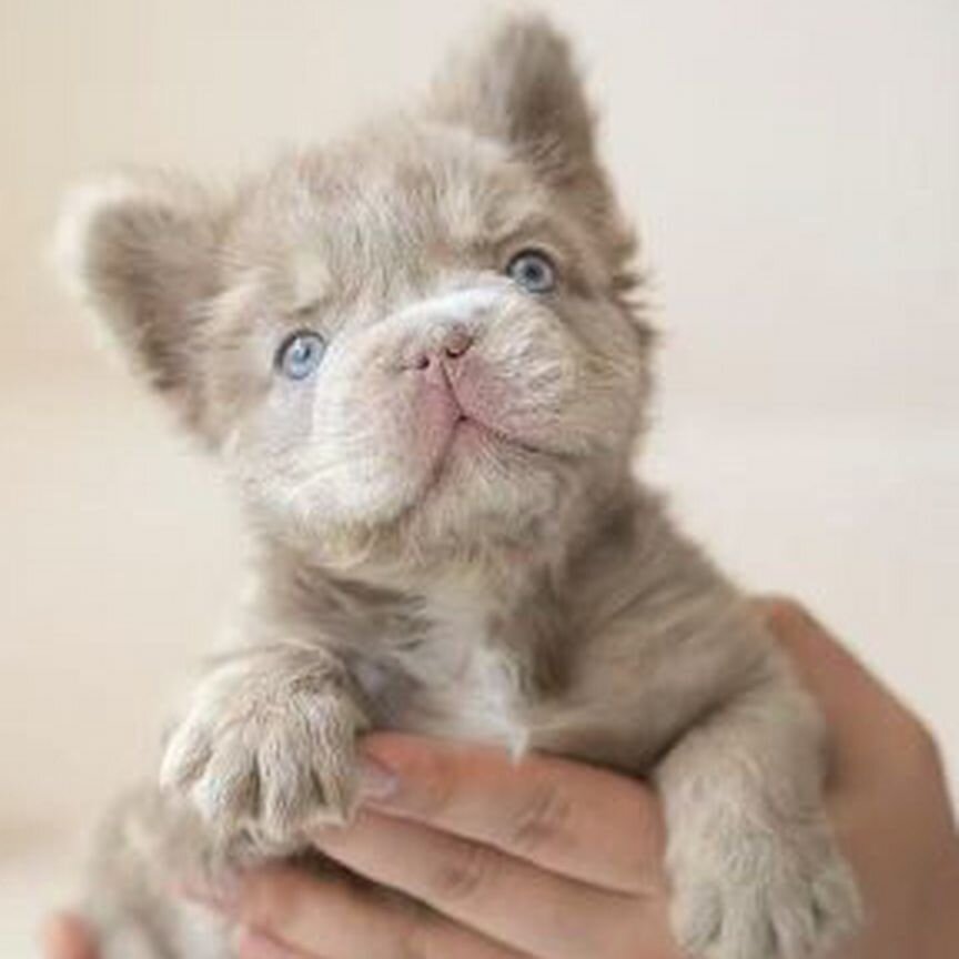 Французский бульдог флаффи