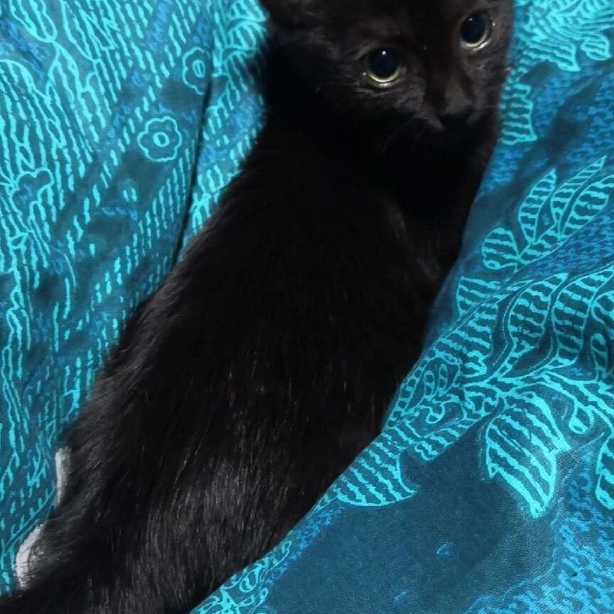 Котенок мальчик