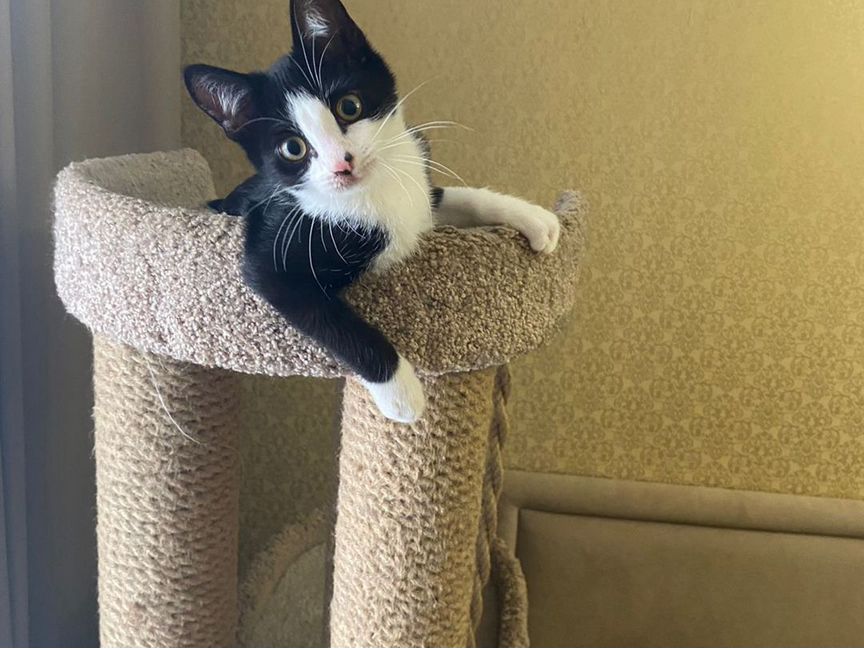 Котенок в добрые руки