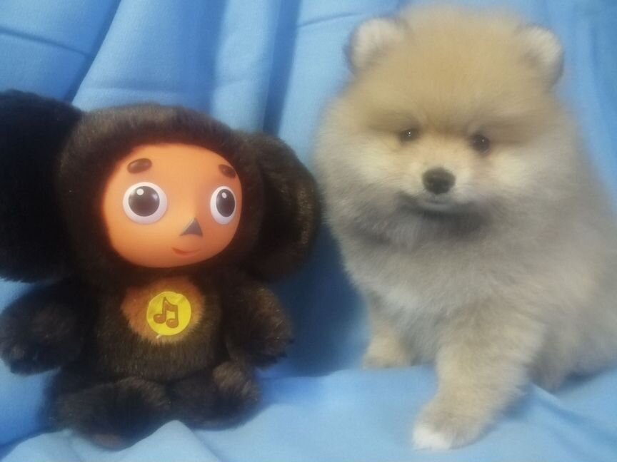 Малый немецкий шпиц щенки