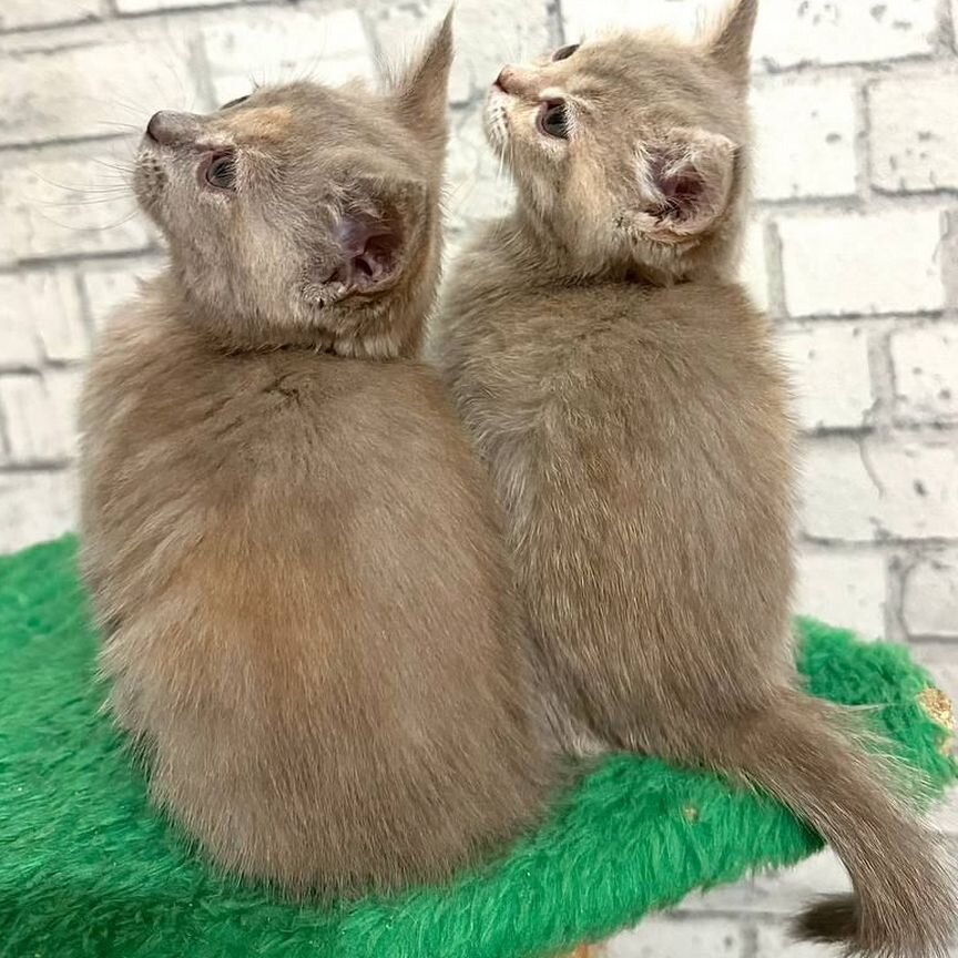 Котята