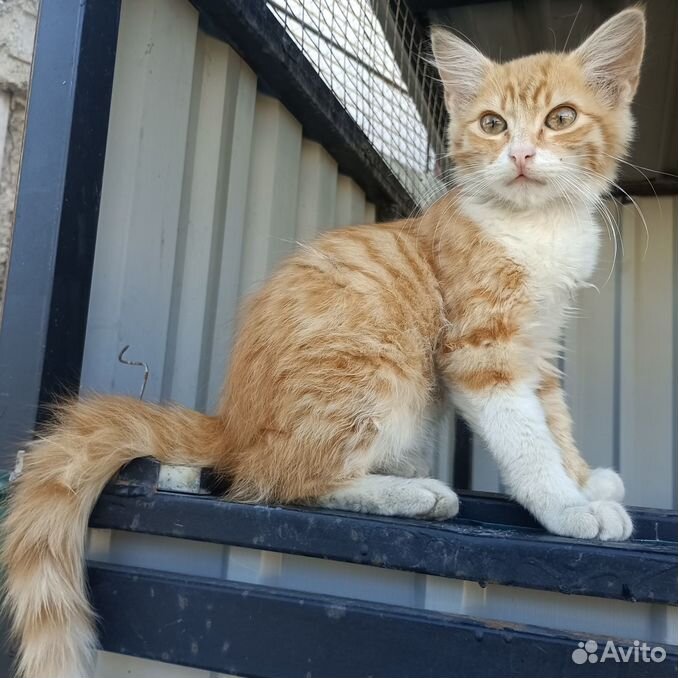 Игривый рыжый котенок