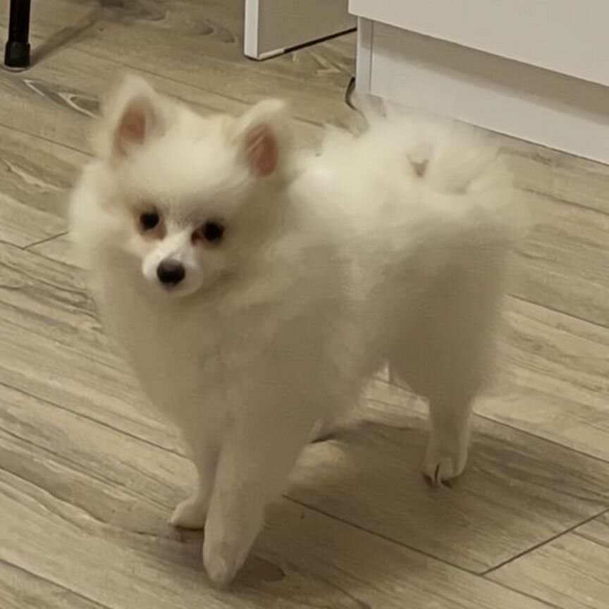 Немецкий шпиц, щенок